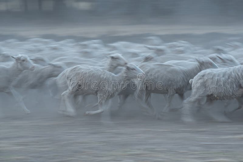 Sheep dog running. stock image. Image of nature, pets, collies - 335665 Sheep dog running. stock image. Image of nature, pets, collies - 335665