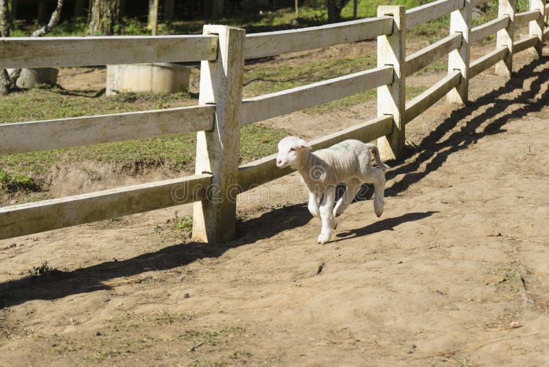 Picture of a pack of sheep stock photo. Image of herd - 111896044