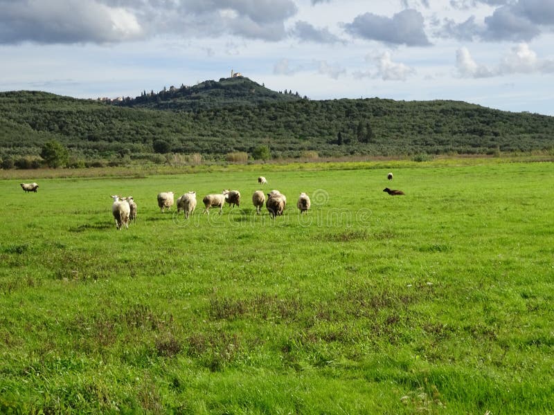 Herd of sheep running stock image. Image of sheep, scenery - 207099019