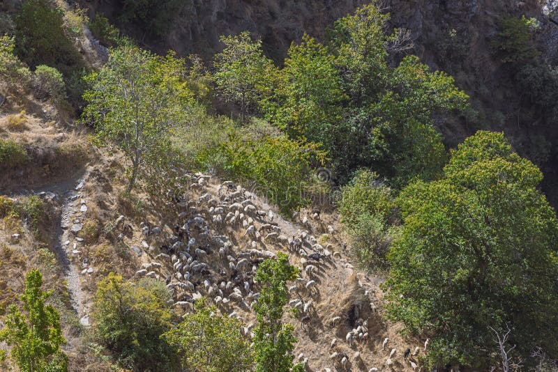 A Herd of Sheep Seeking Shadow Stock Image - Image of alpujarras ...