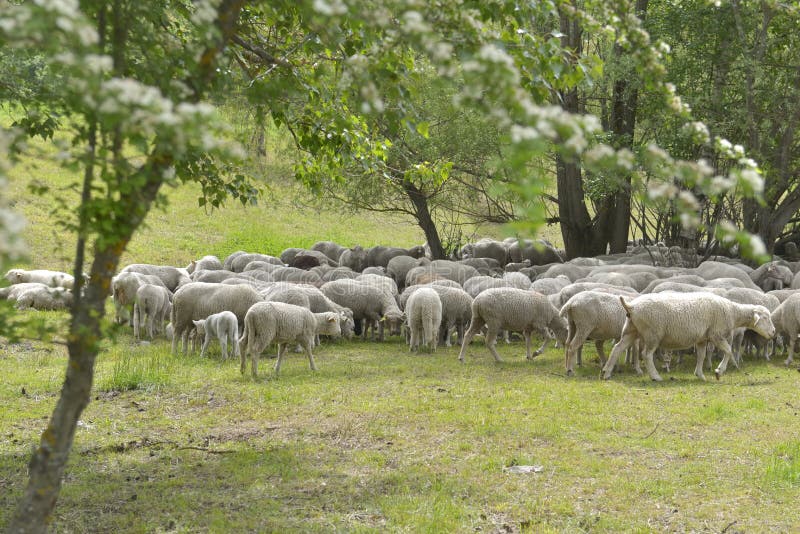 Herd of Sheep in the Shade of Trees Stock Photo - Image of rural, sheep ...