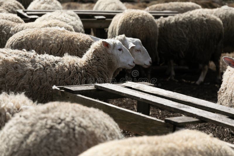 Herd of Sheep Standing Next To Each Other Stock Image - Image of ...