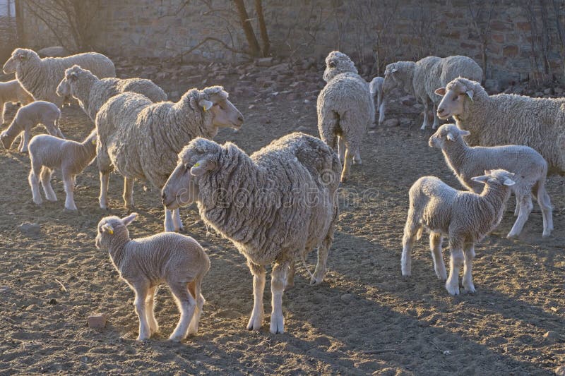 Herd of Sheep at Sunrise in a Farmyard in the Karoo Stock Image - Image ...