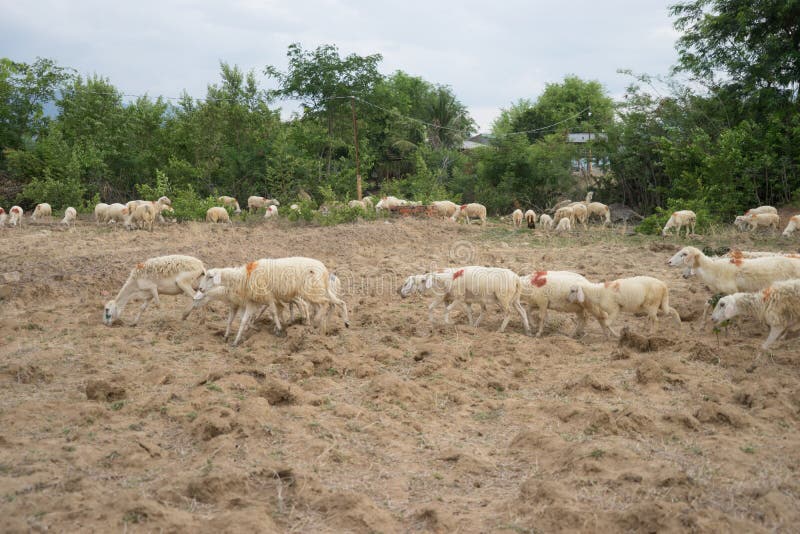 A Herd of Sheep in Phan Rang, Vietnam. Stock Photo - Image of rang ...