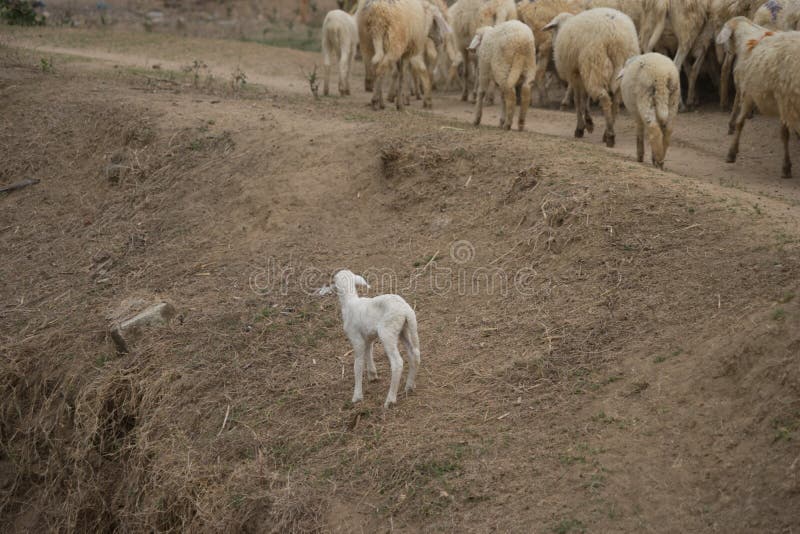 A Herd of Sheep in Phan Rang, Vietnam. Stock Photo - Image of farm ...