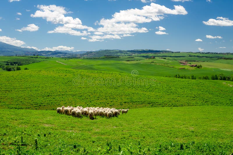 Herd of Sheep on Tuscany Field Stock Image - Image of farm, landscape ...