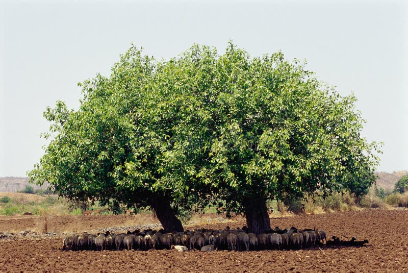 Herd of Sheep Under Tree in Shade, Tulsishyam, Gujarat, India Stock ...