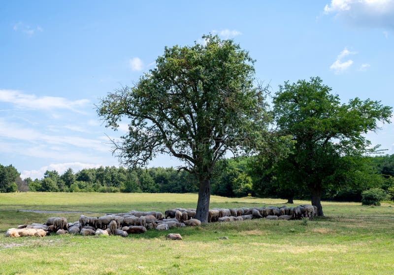 Herd of Sheep Under Trees on a Meadow Stock Photo - Image of ...