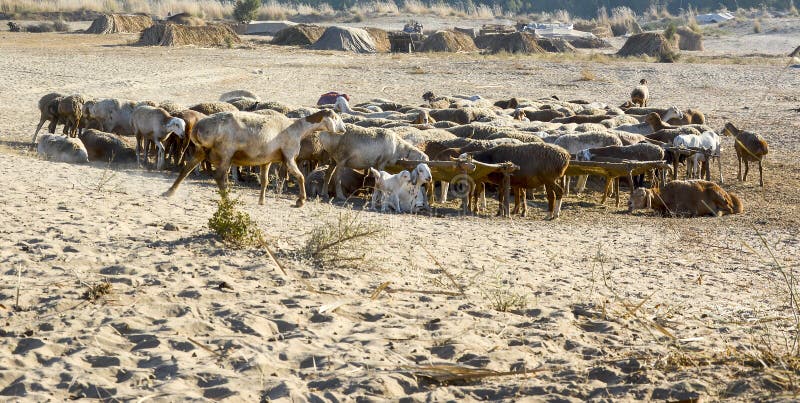Goats in the desert stock photo. Image of pastoral, bush - 11359872