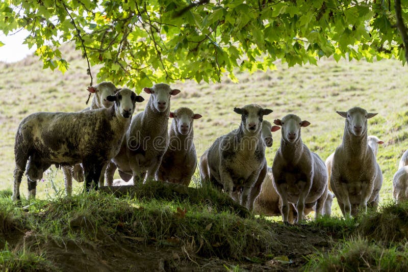 Herd of Sheeps Looking Down Stock Photo - Image of forest, rural: 50279614
