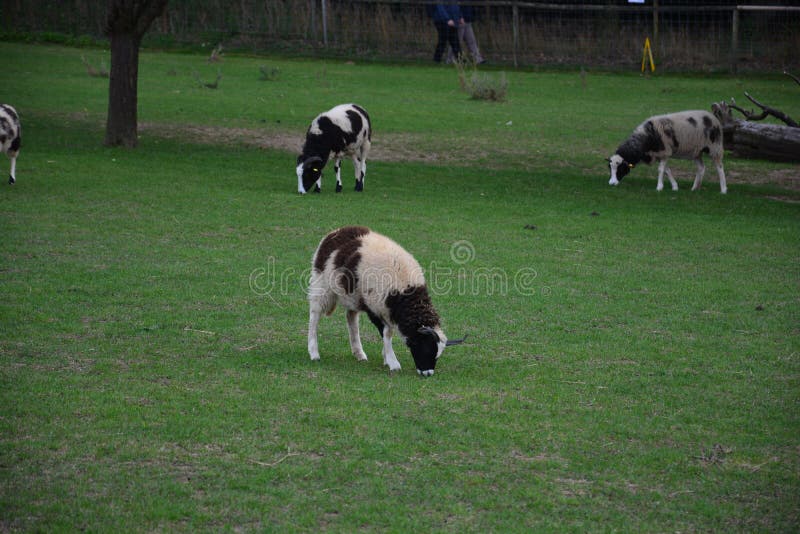 Herd of Spottedsheep Outdoors during a Cloudy Evening Stock Image ...