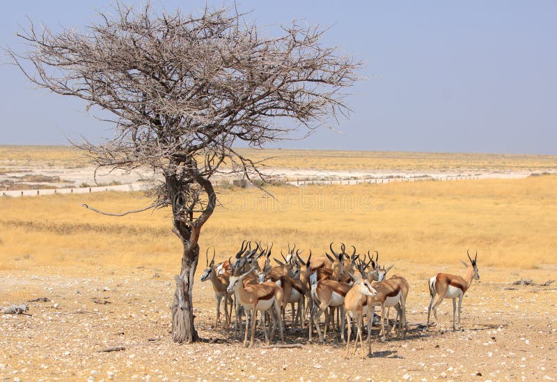 Herd of Springbok on Edge of Etosha Pan Stock Photo - Image of animals ...