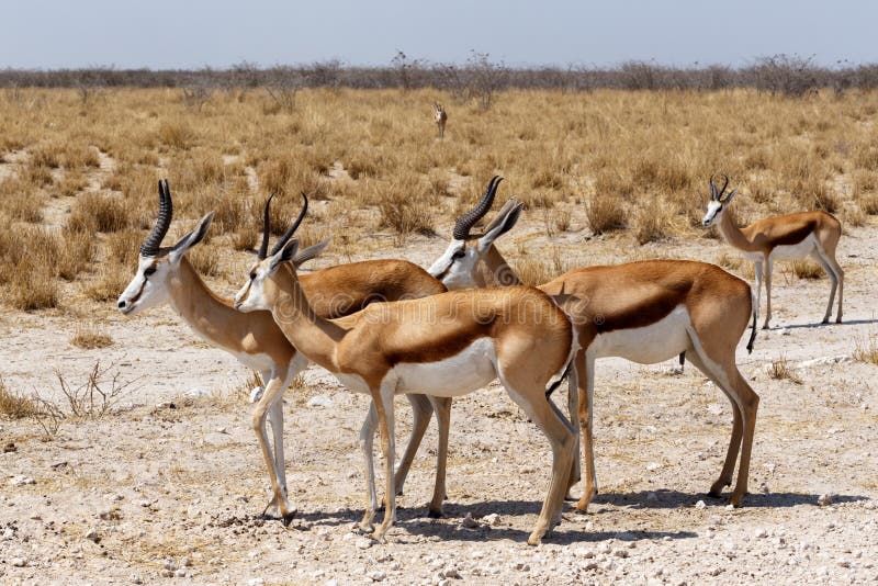Herd of Springbok in Kalahari, South Africa Wildlife Stock Image ...
