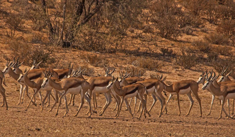 Herd of Springbok on the Move Stock Photo - Image of animal ...