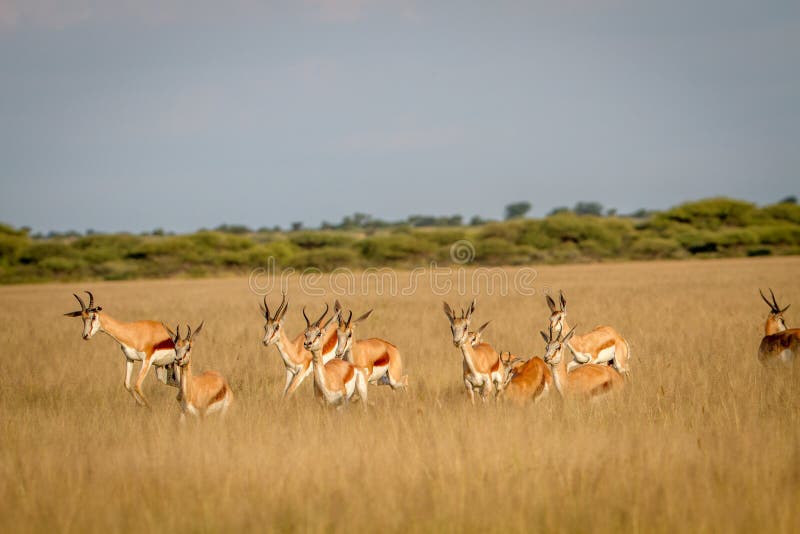 281 Springbok Jumping Photos - Free & Royalty-Free Stock Photos from ...