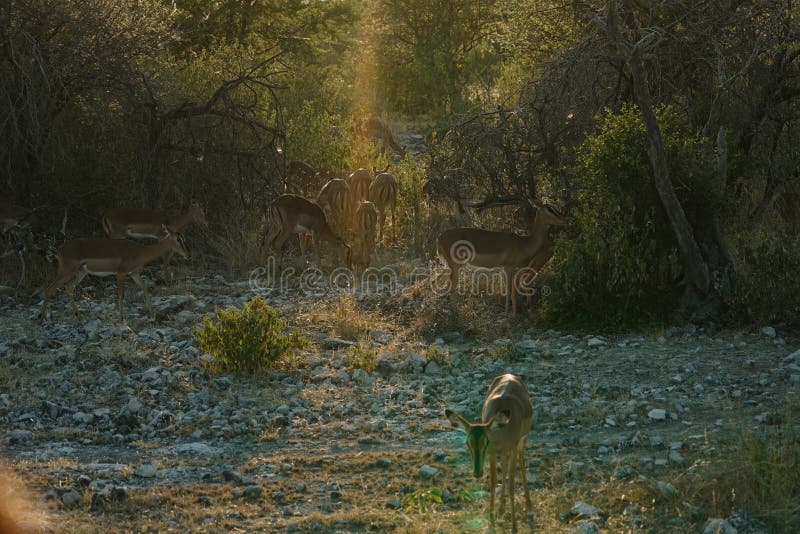 Herd of Springboks Standing by the Road in National Park Etosha in ...