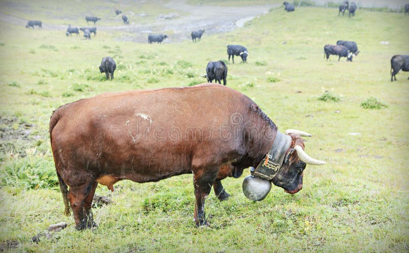Herd of swiss cows stock image. Image of herens, europe - 98689455