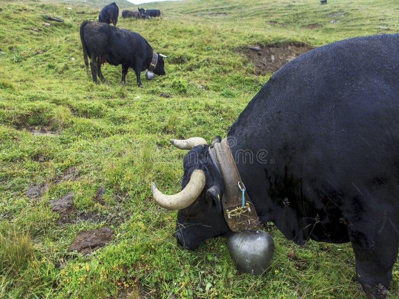 Herd of swiss cows stock image. Image of gentle, snon - 98690623
