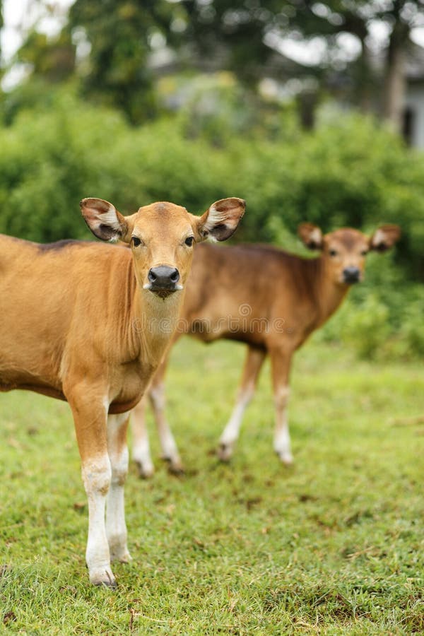 A Herd of Tropical Light Asian Cow Calves Graze on Green Grass Stock ...