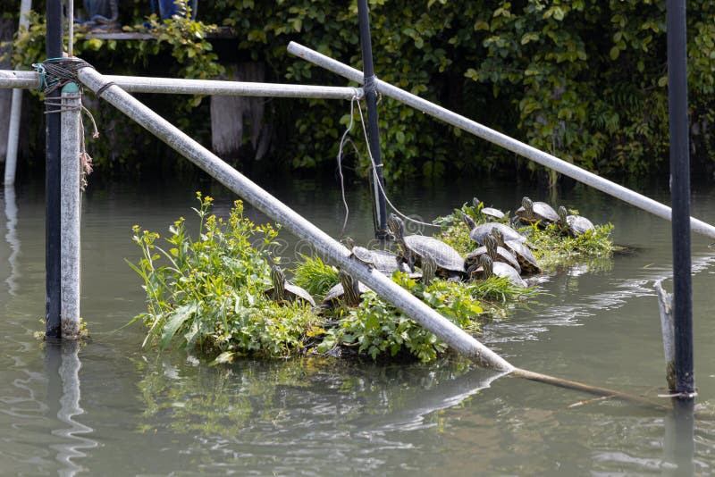 Herd of Turtle Resting on Pile at Japan Moat Stock Photo - Image of ...