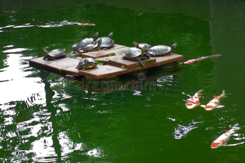 A Herd of Turtles Being Reared Stock Photo - Image of creature ...