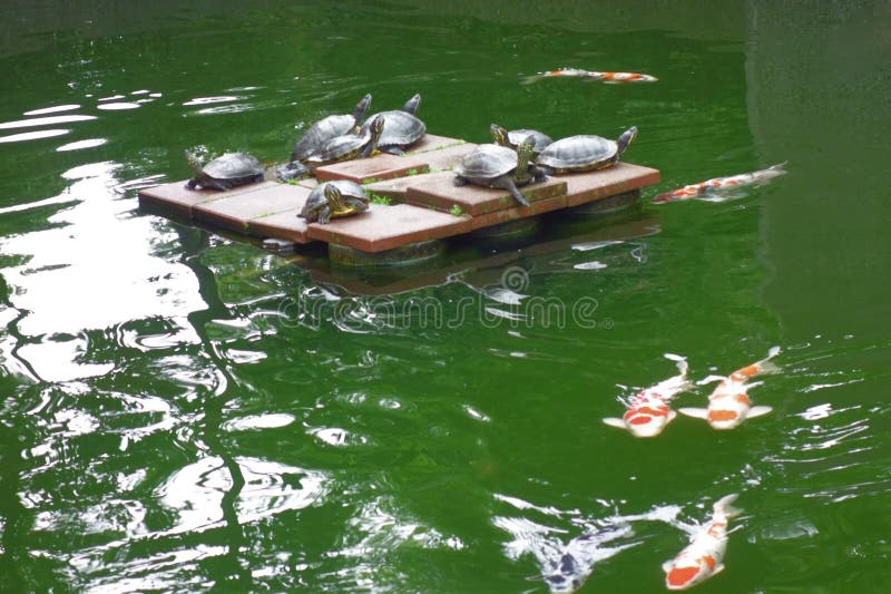 A Herd of Turtles Being Reared Stock Image - Image of ikesu, creature ...