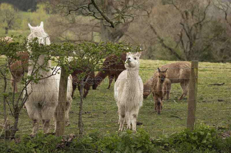A Herd of Various Sized Llamas in a Field Stock Image - Image of lama ...