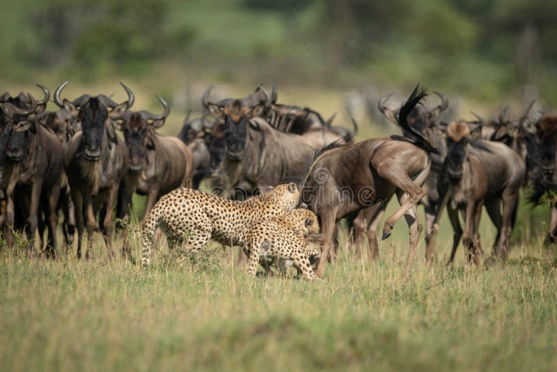 Herd Watch Two Cheetah Attacking Blue Wildebeest Stock Photo - Image of ...