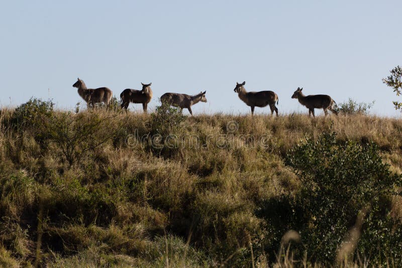 Herd of Waterbuck - Kobus Ellipsiprymnus Stock Image - Image of ...