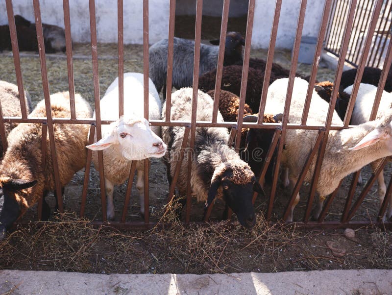 Herd of Well-groomed Cute Sheep on a Farm Stock Photo - Image of sheep ...