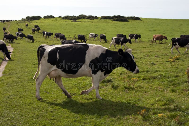 Herd of Welsh cows grazing stock image. Image of graze - 11068577