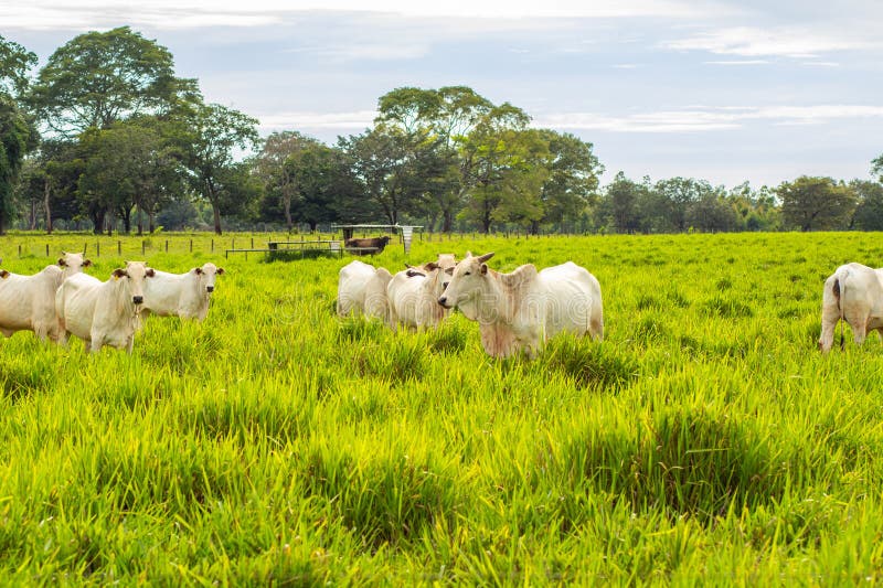 A Herd Grazing on Fresh Pasture. Stock Image - Image of goias, domestic ...