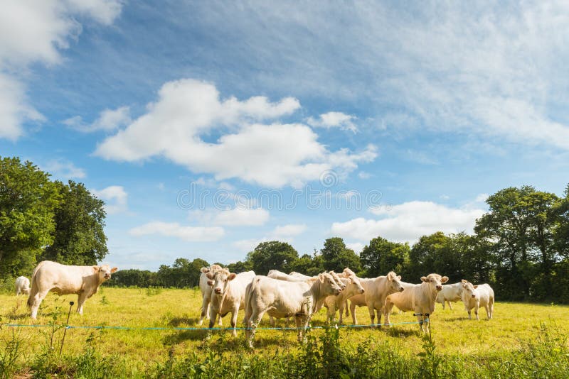 Herd of White Cows in Green Field Stock Image - Image of outdoor ...
