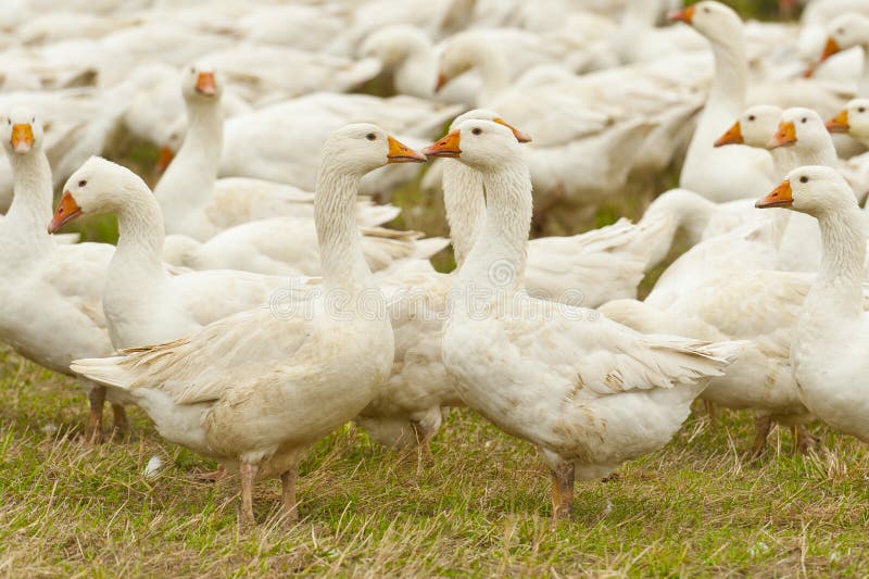 Koluda Goose Stock Photos - Free & Royalty-Free Stock Photos from ...