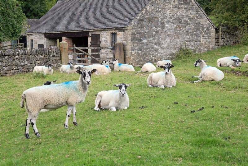 A Herd of White Sheep with Blue Paint Marks. Stock Image - Image of ...