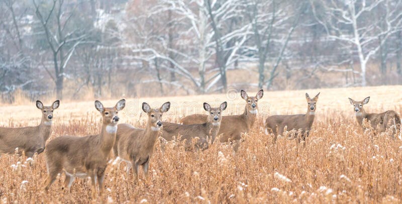 Whitetail Deer Herd - Odocoileus Virginianus Stock Photo - Image of ...