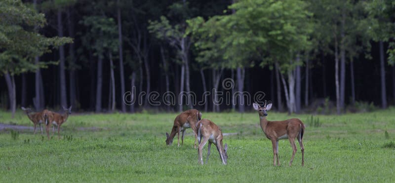Herd of whitetail deer stock photo. Image of carolina - 255844484