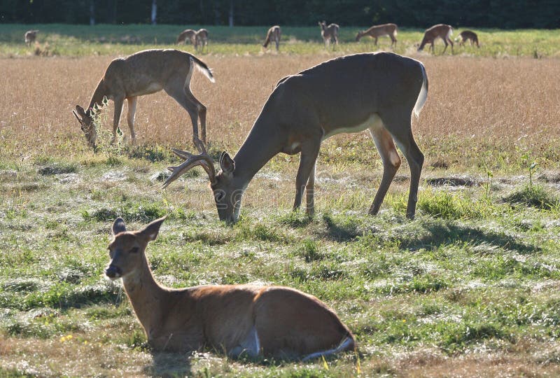 Herd of Whitetail Deer stock image. Image of wildlife - 79220173