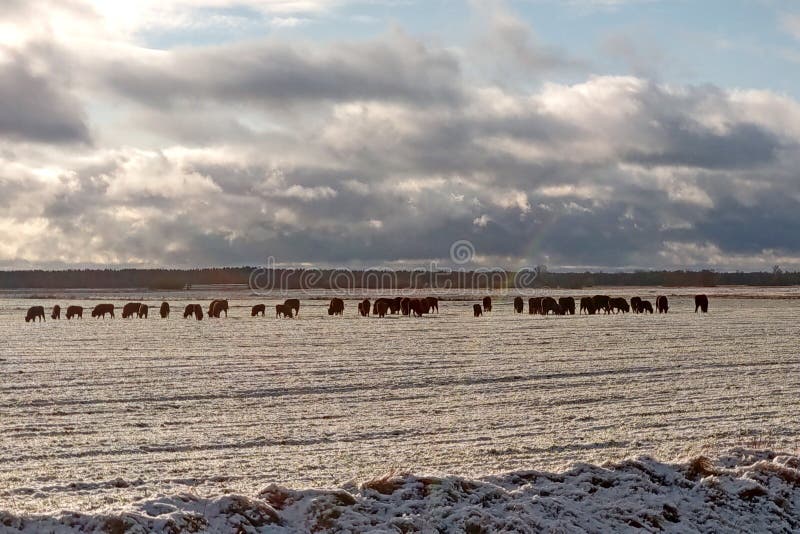 A Herd of Wild Animals Stands on the Field and Eats Stock Photo - Image ...