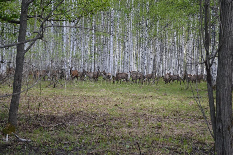 A herd of wild deer. stock photo. Image of farm, wild - 124565636