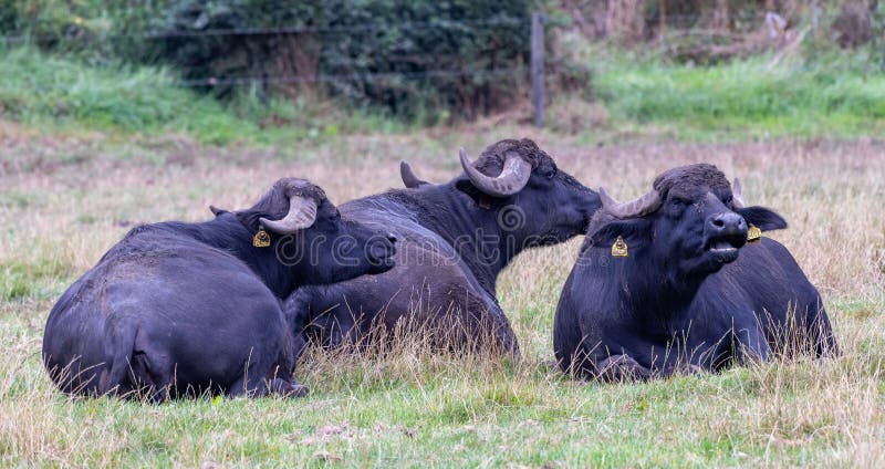 Herd of Wild Domestic Water Buffalo Lying on the Grass in the ...