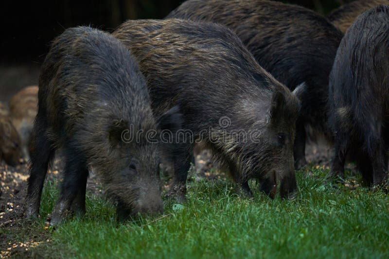 Herd of Wild Hogs in the Forest Stock Photo - Image of digging, animal ...