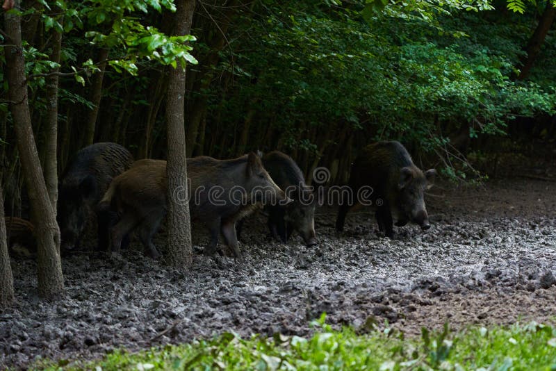 Herd of Wild Hogs Rooting in the Forest Stock Photo - Image of feral ...