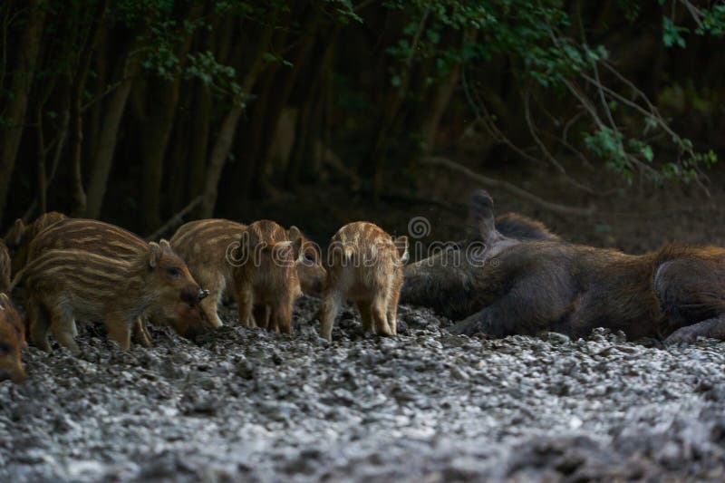 Herd of Wild Hogs Rooting in the Forest Stock Photo - Image of muddy ...