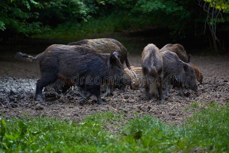Herd of Wild Hogs Rooting in the Forest Stock Photo - Image of adult ...