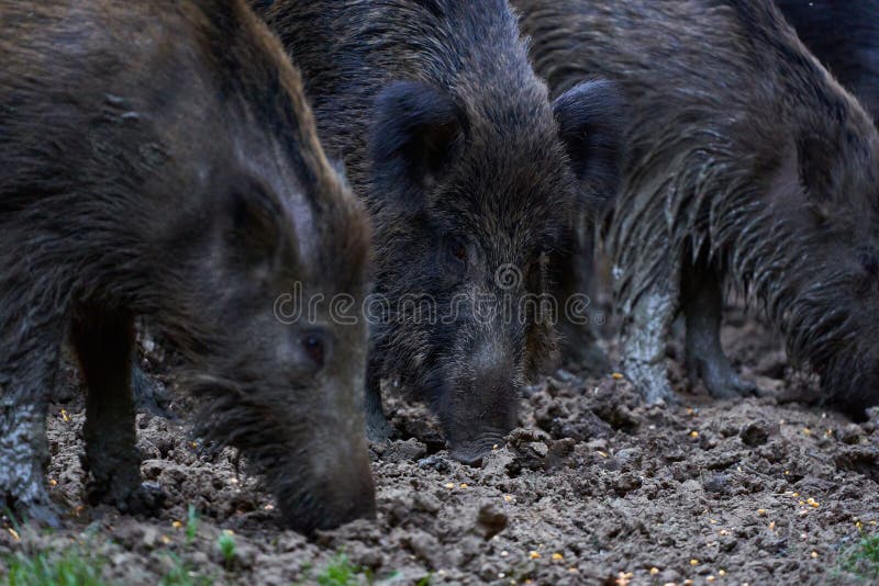 Herd of Wild Hogs Rooting in the Forest Stock Image - Image of damage ...