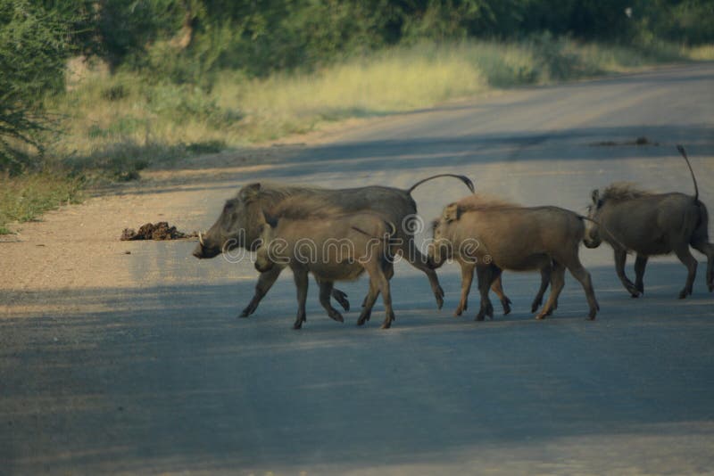 Herd of Wild Hogs are Strolling in the Road. Stock Image - Image of ...