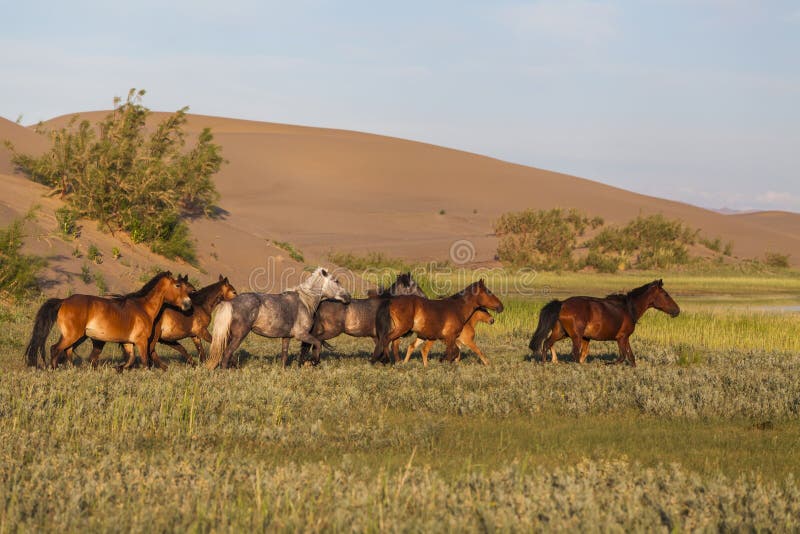 Herd of wild horses stock image. Image of animal, fastest - 75809095