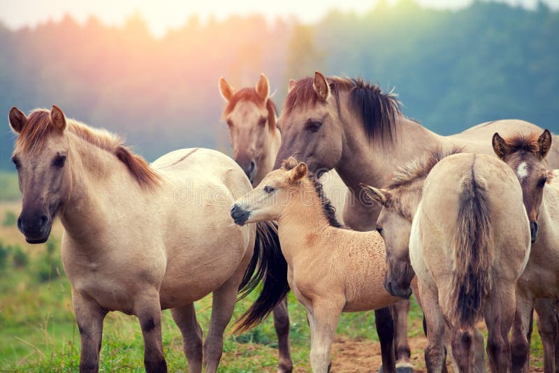Crowd of horses stock image. Image of crowd, horses, colors - 85366765