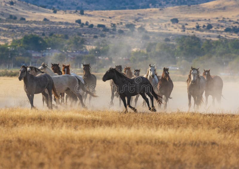 3,880 Wild Herd Horses Running Photos - Free & Royalty-Free Stock ... 3,880 Wild Herd Horses Running Photos - Free & Royalty-Free Stock ...